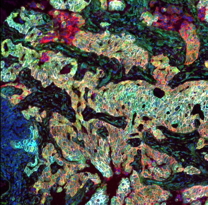 GE HEALTHCARE LAUNCHES CELL DIVE FOR MORE PRECISE CELL BIOMARKER ...